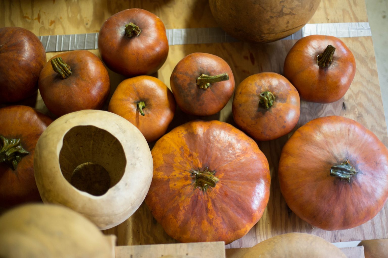 Pumpkin Gourds – September 21 – PA Guild of Craftsmen
